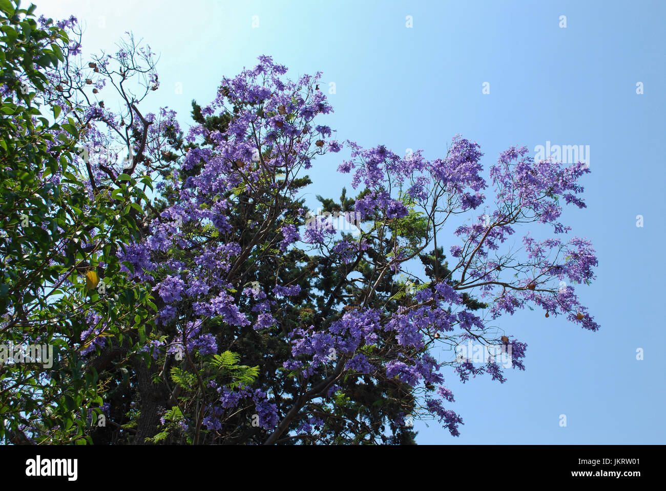 Jacaranda mimosifolia Arbre, fleur fleurs bleu Photo Stock - Alamy