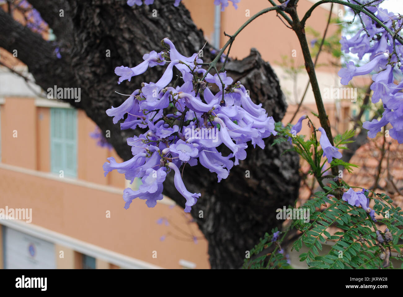 Jacaranda mimosifolia Arbre, fleur fleurs bleu Photo Stock - Alamy