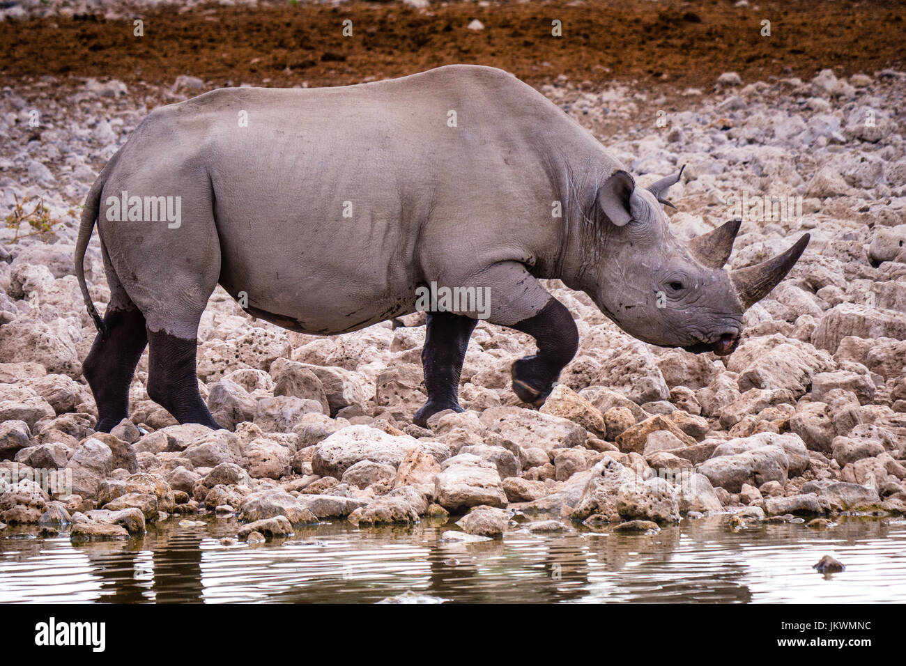 Primitive rhinoceros Banque de photographies et d’images à haute ...