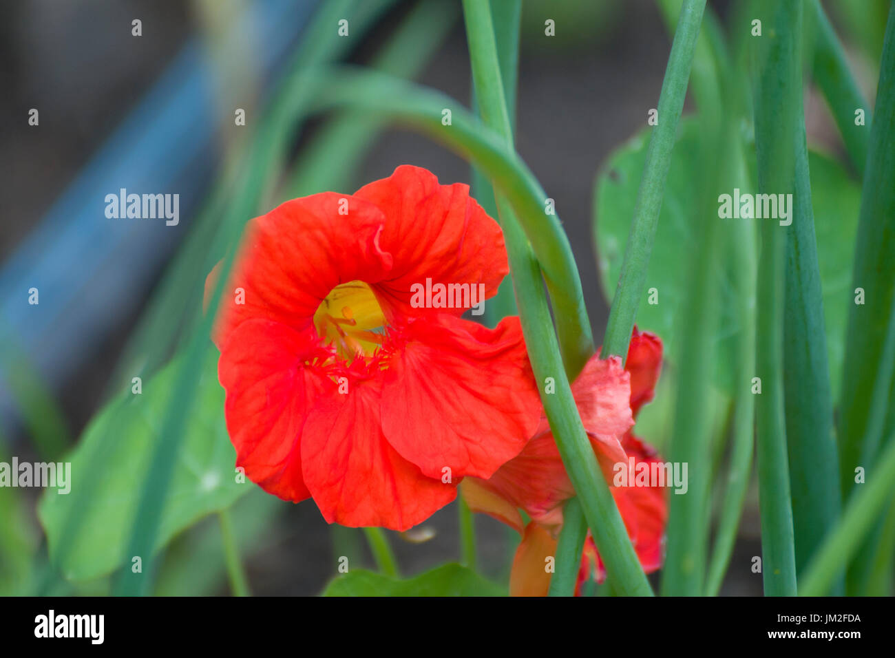 Indian cress Banque de photographies et d’images à haute résolution - Alamy