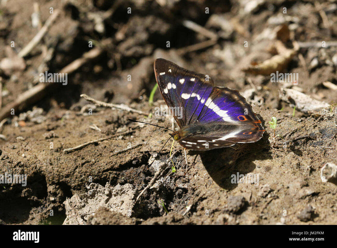 Papillon Rare Banque d'image et photos - Alamy