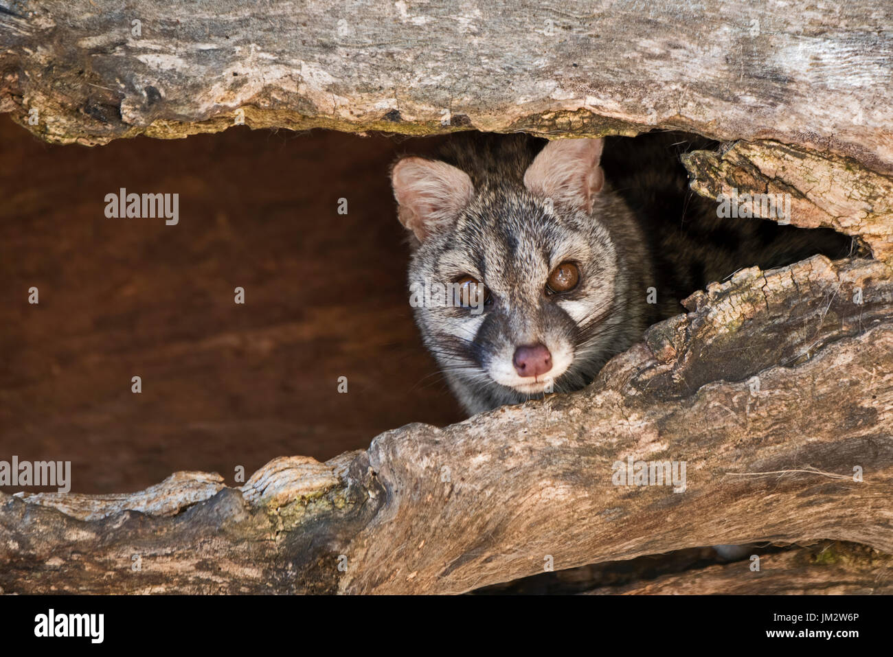 Genette Commune Banque d'image et photos - Alamy