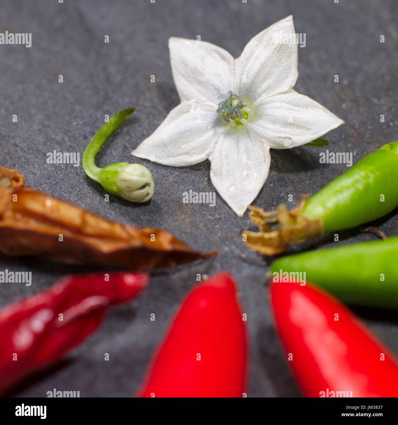 Une fleur de piment et des fruits à divers stades de développement du ...