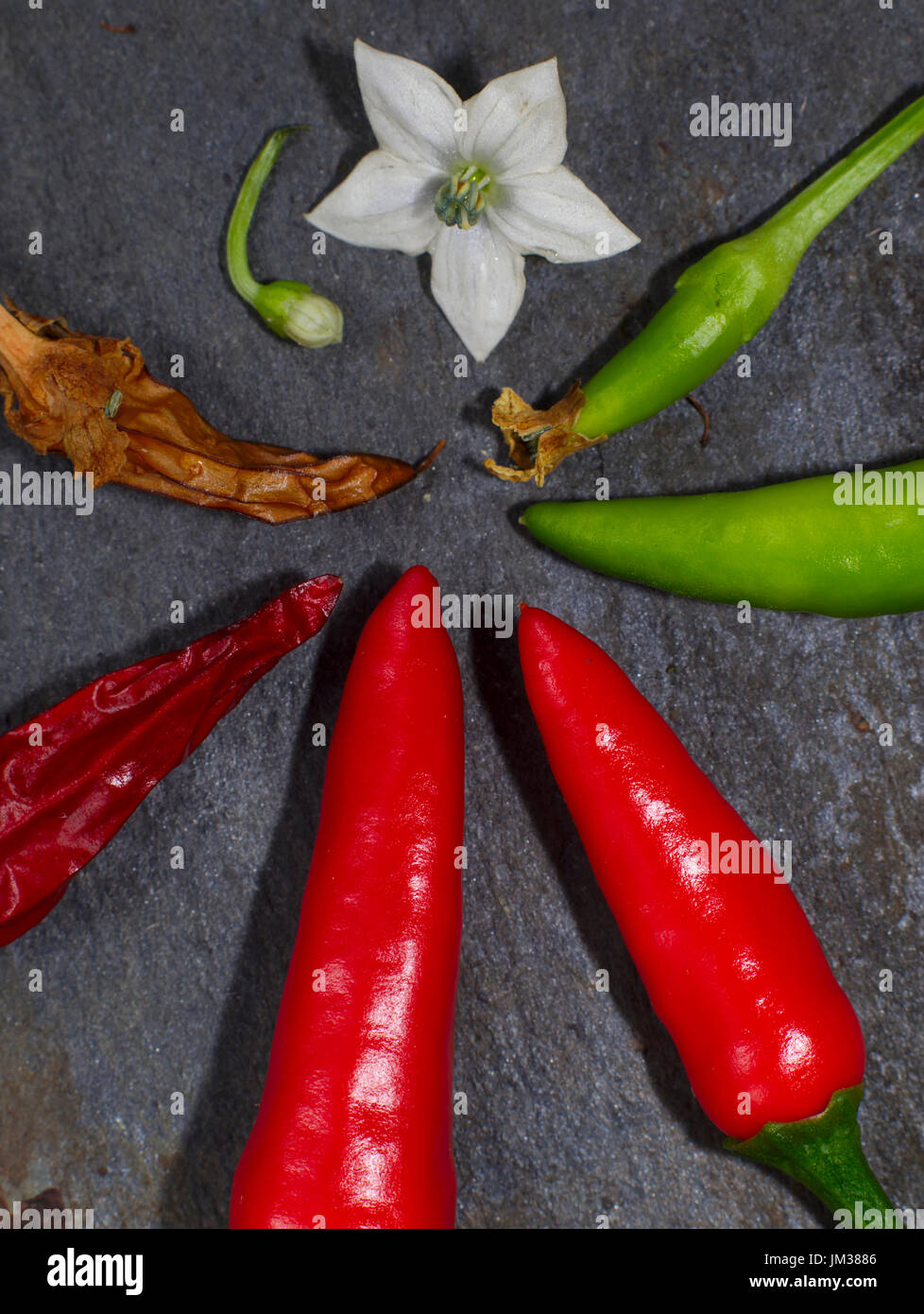 Une fleur de piment et des fruits à divers stades de développement du ...