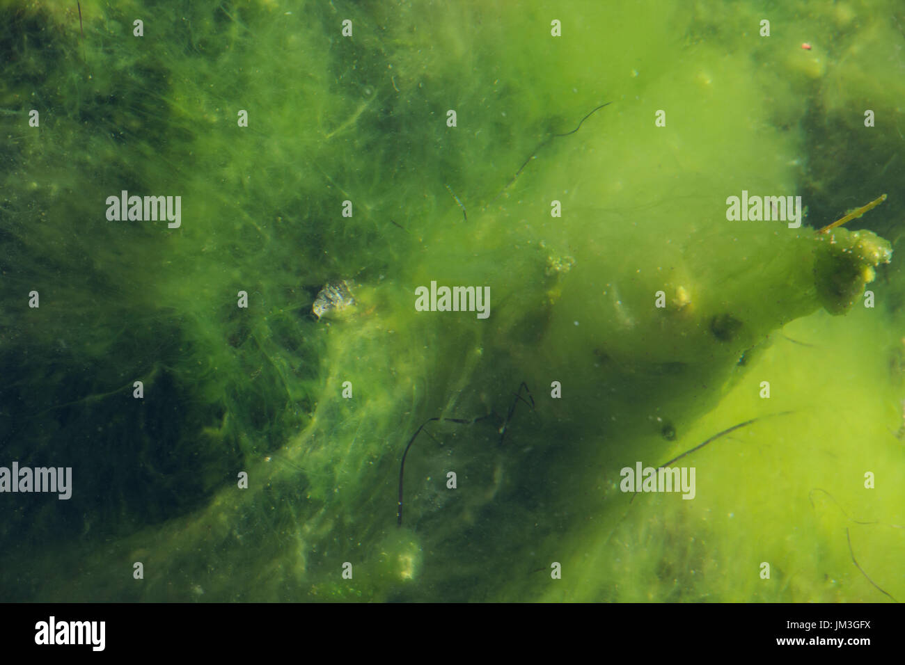 Marint plancton Banque de photographies et d’images à haute résolution ...