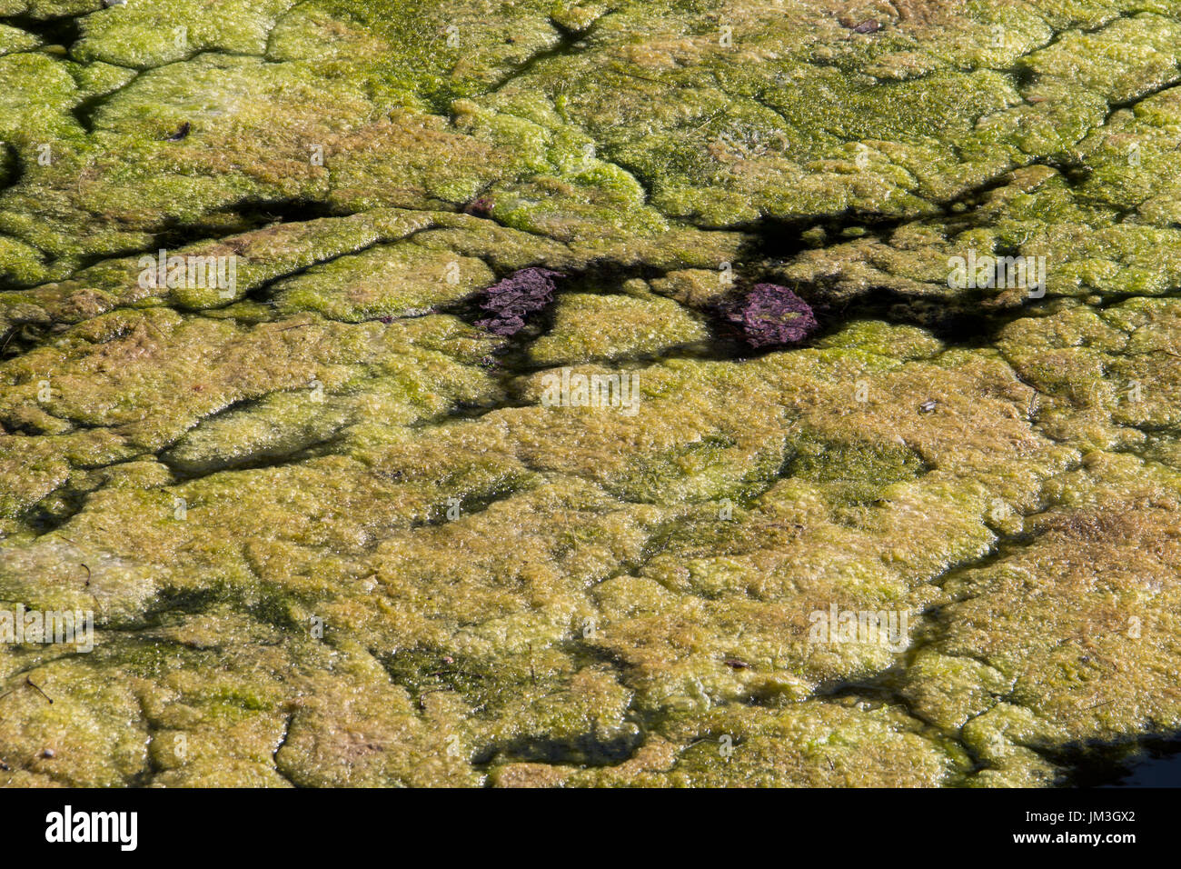 Marine plankton Banque de photographies et d’images à haute résolution ...
