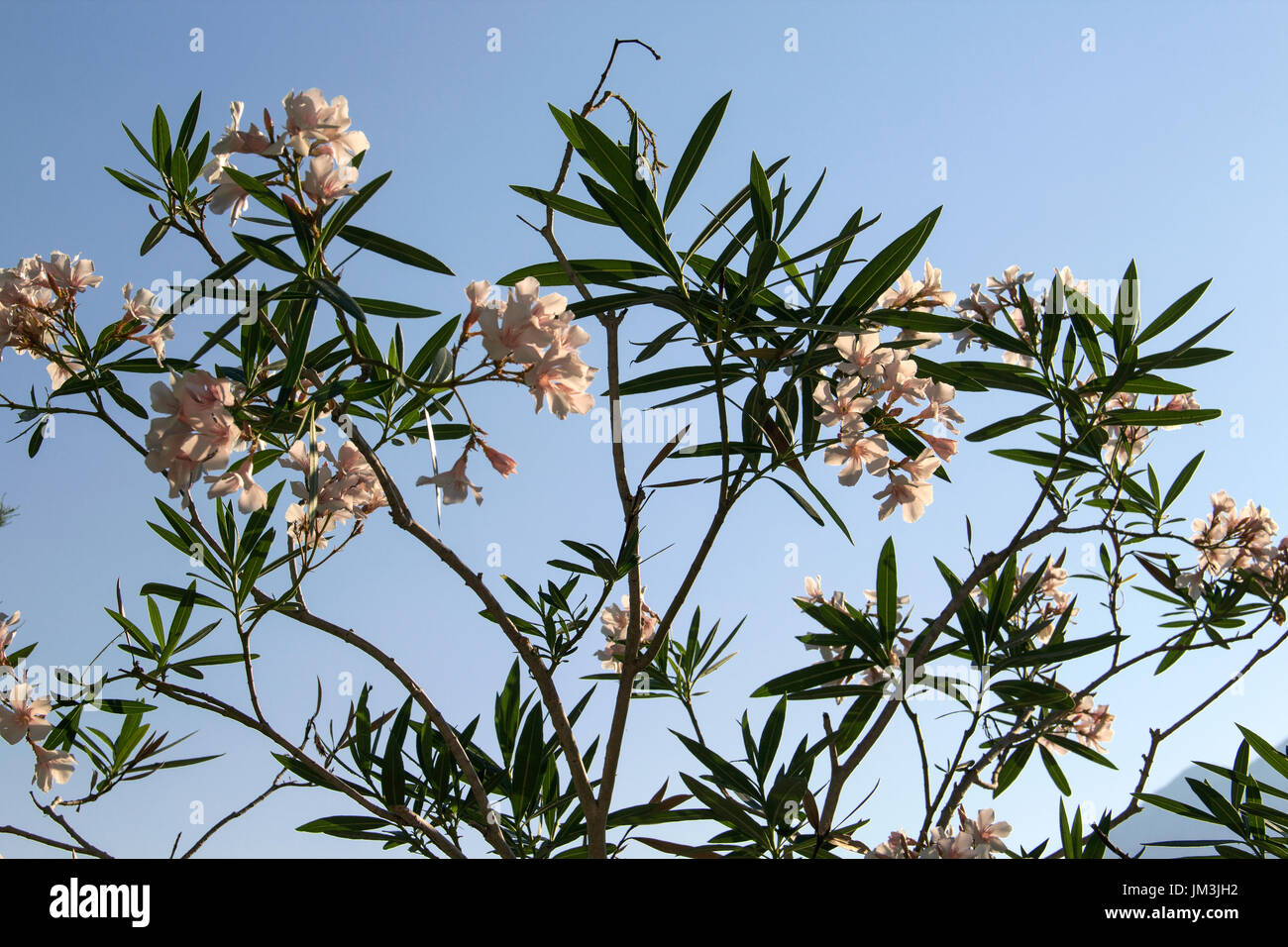 Feuilles de laurier rose Banque de photographies et d’images à haute ...