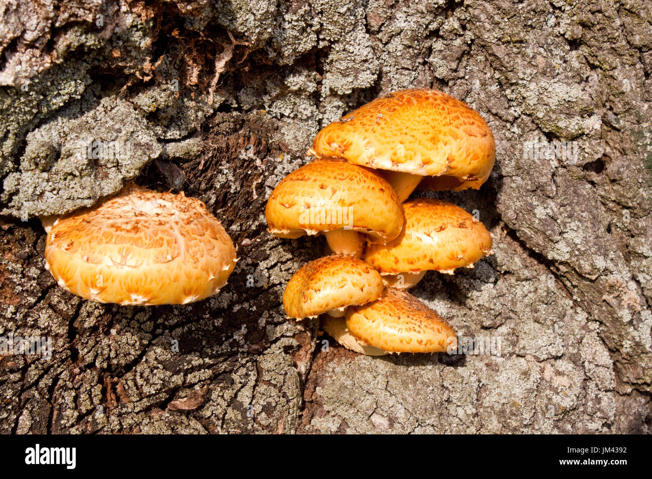 Champignons jaune poussant sur un tronc d'arbre Photo Stock - Alamy