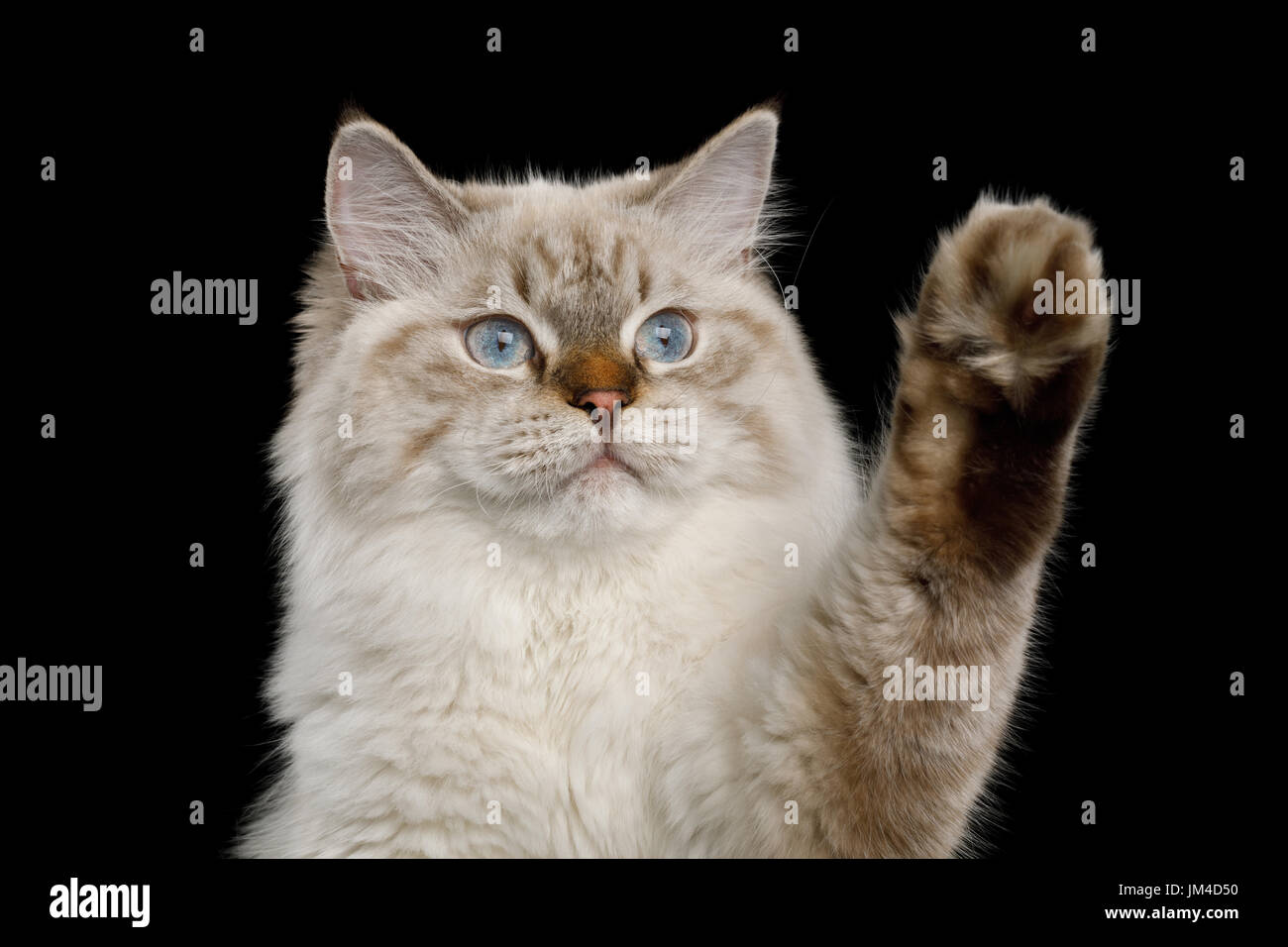 Neva masquerade cat Banque de photographies et d’images à haute ...