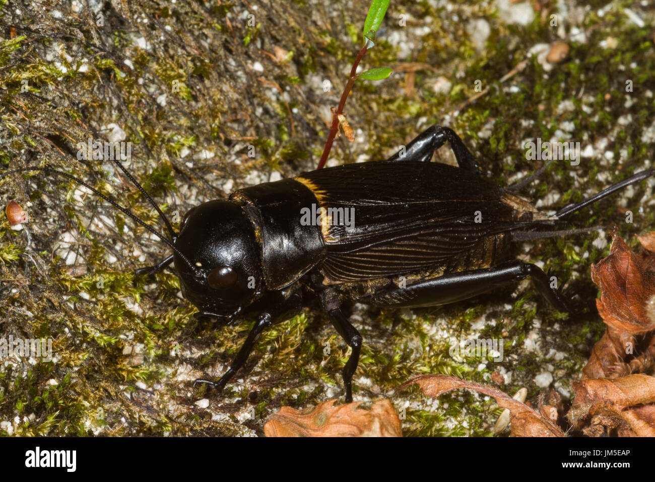 Grand insecte de cricket italie Banque de photographies et d’images à ...