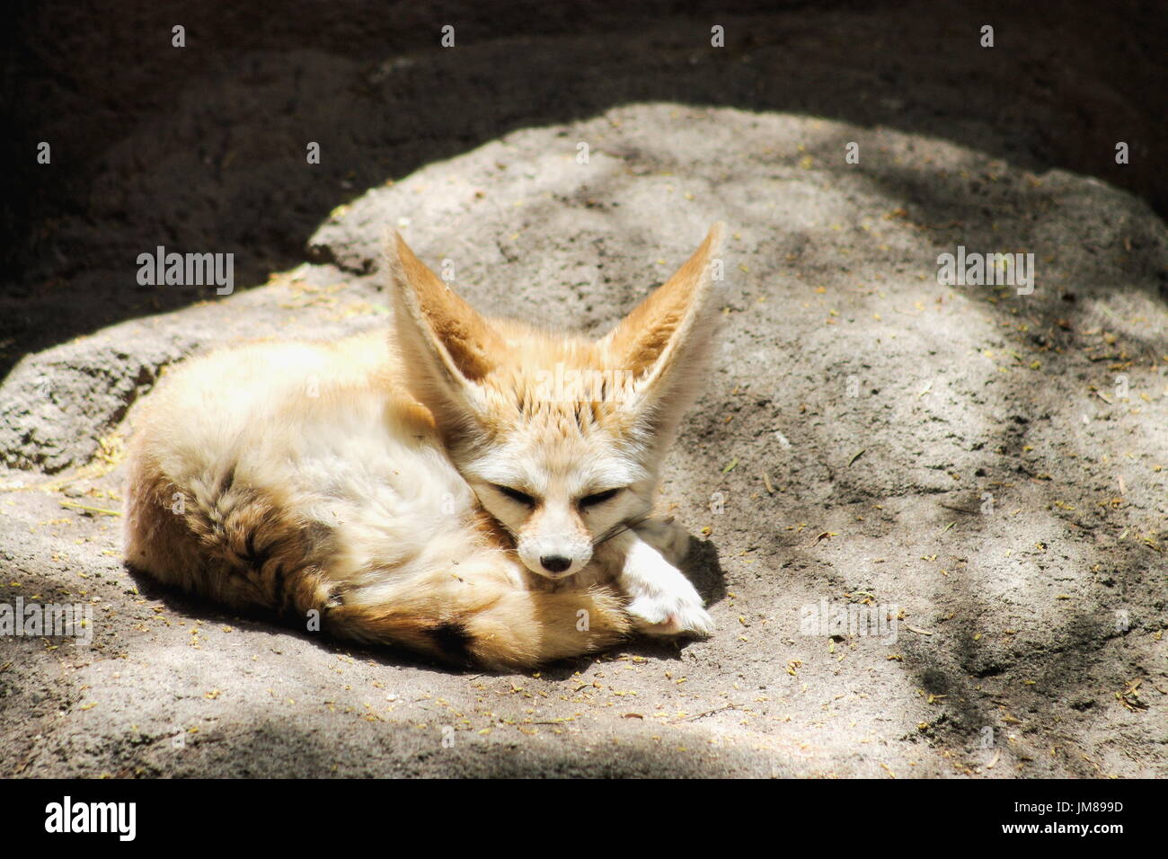 Fennec sahara Banque de photographies et d’images à haute résolution ...