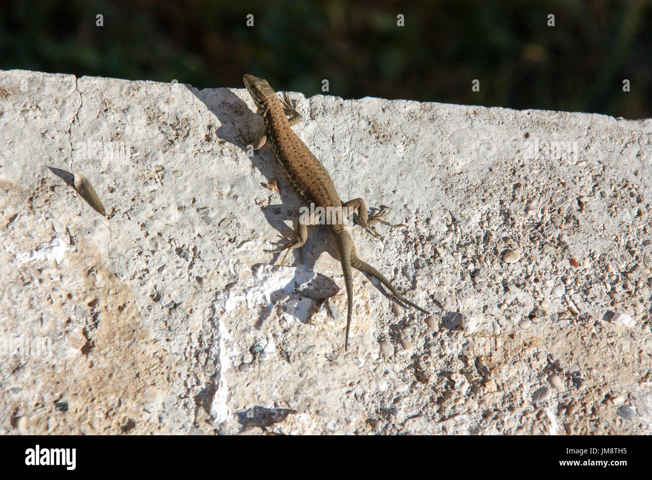 Lézard à deux queues Banque de photographies et d’images à haute ...