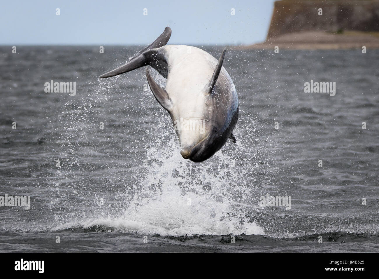 Dolphin backflip Banque de photographies et d’images à haute résolution ...