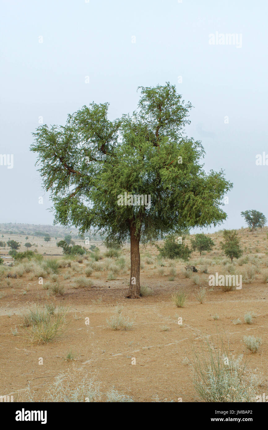 Khejri trees Banque de photographies et d’images à haute résolution - Alamy
