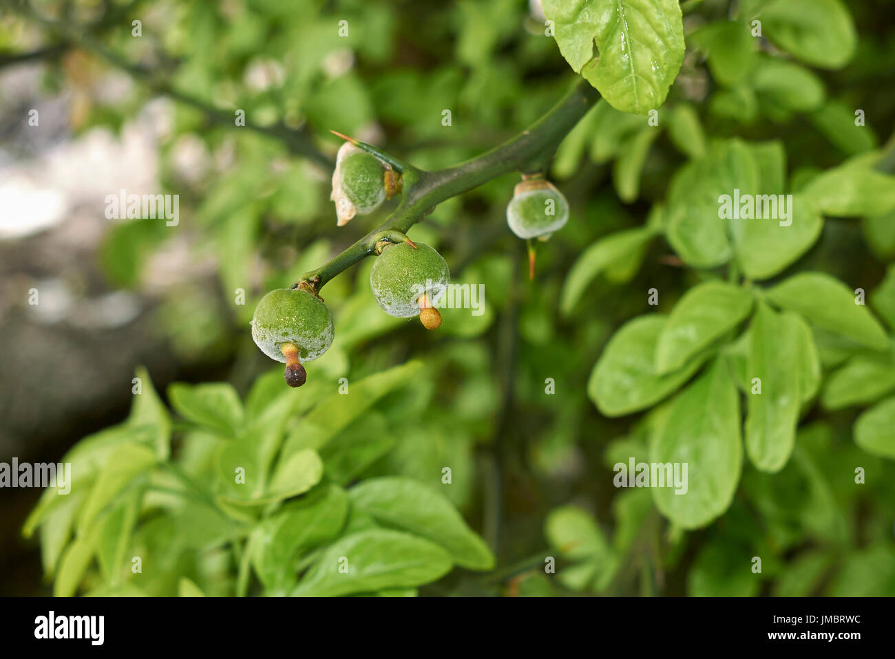 Poncirus trifoliata leaves Banque de photographies et d’images à haute ...