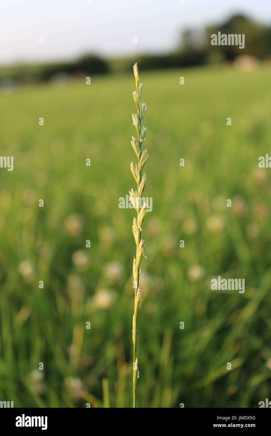 Ray grass anglais Banque de photographies et d’images à haute ...