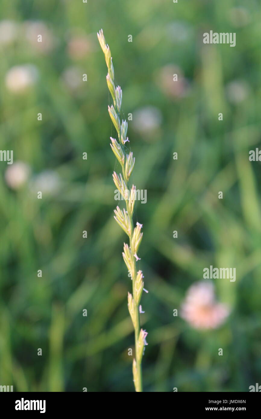 Ray grass anglais Banque de photographies et d’images à haute ...