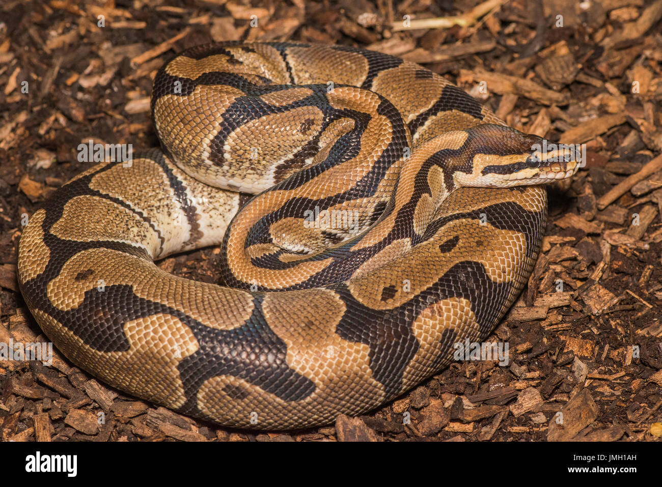 Un python royal Banque de photographies et d’images à haute résolution ...