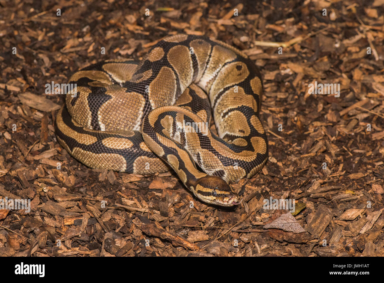 Un python royal Banque de photographies et d’images à haute résolution ...