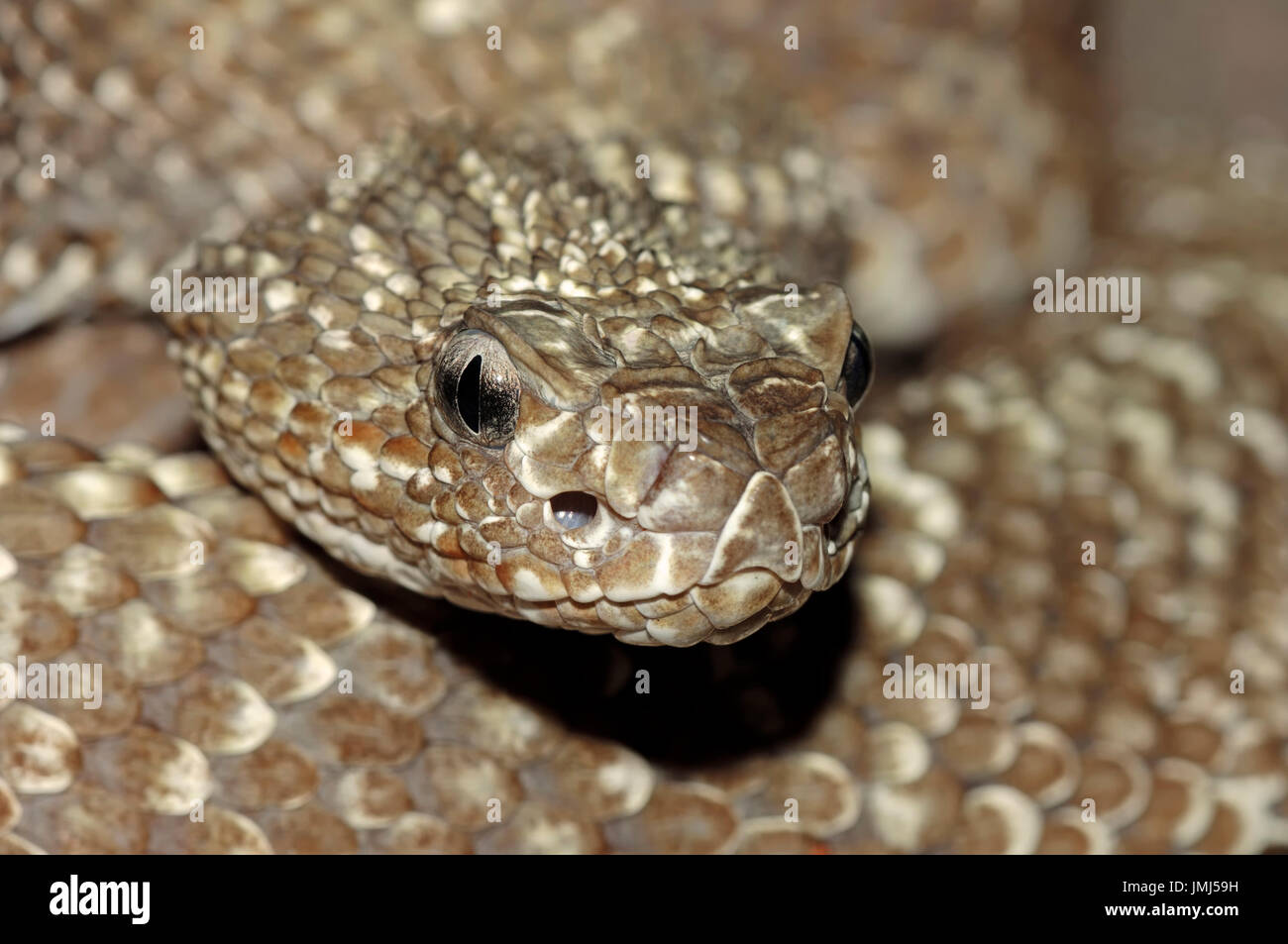 Crotalus durissus vegrandis Banque de photographies et d’images à haute ...