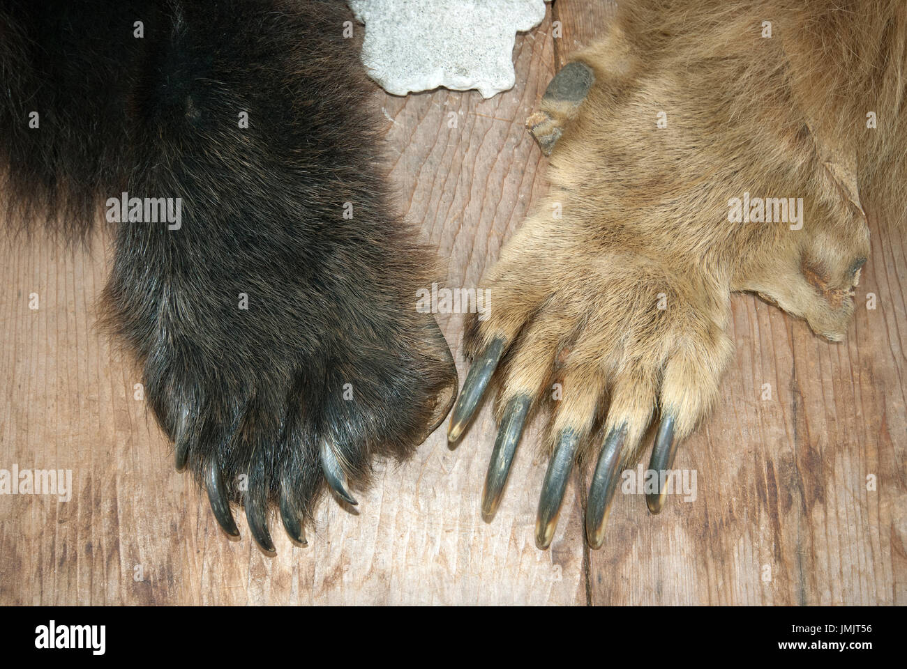 Grizzly Bear Claws Banque d'image et photos - Alamy