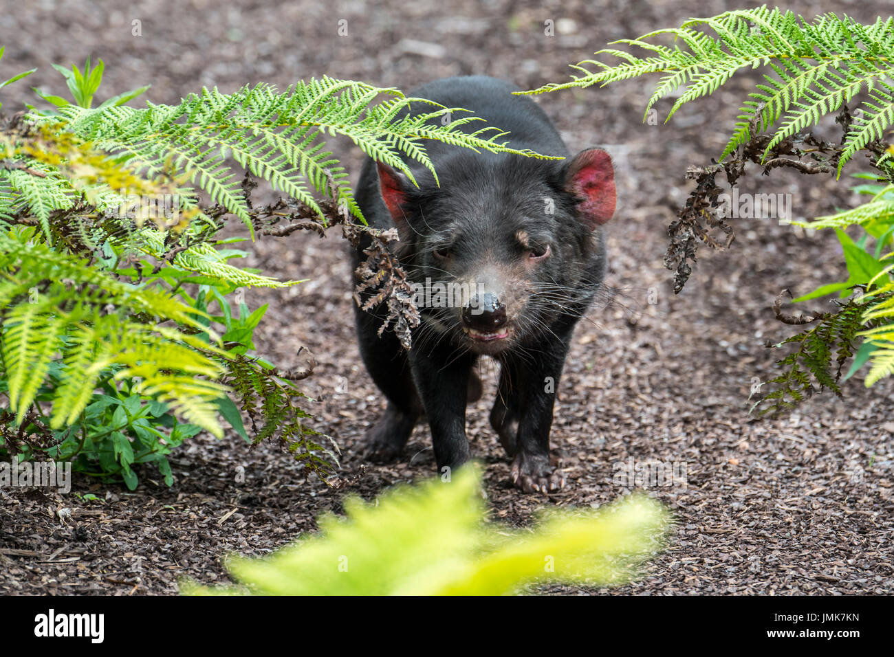 Diable de Tasmanie (Sarcophilus harrisii), le plus grand marsupial ...