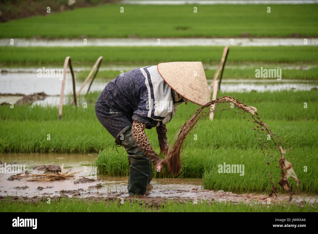 Chapeau de rizière Banque de photographies et d’images à haute ...