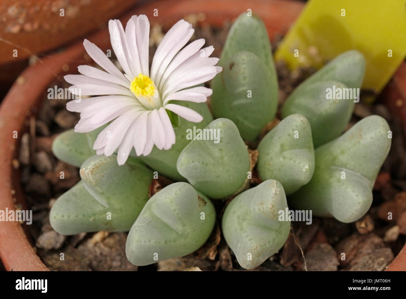 Conophytum plant Banque de photographies et d’images à haute résolution ...
