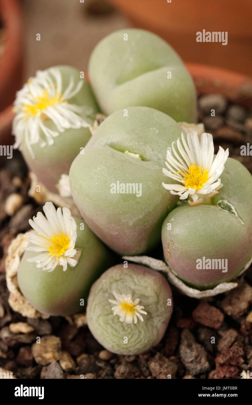 Conophytum plant Banque de photographies et d’images à haute résolution ...