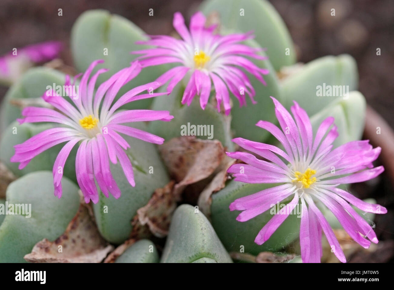Conophytum plant Banque de photographies et d’images à haute résolution ...
