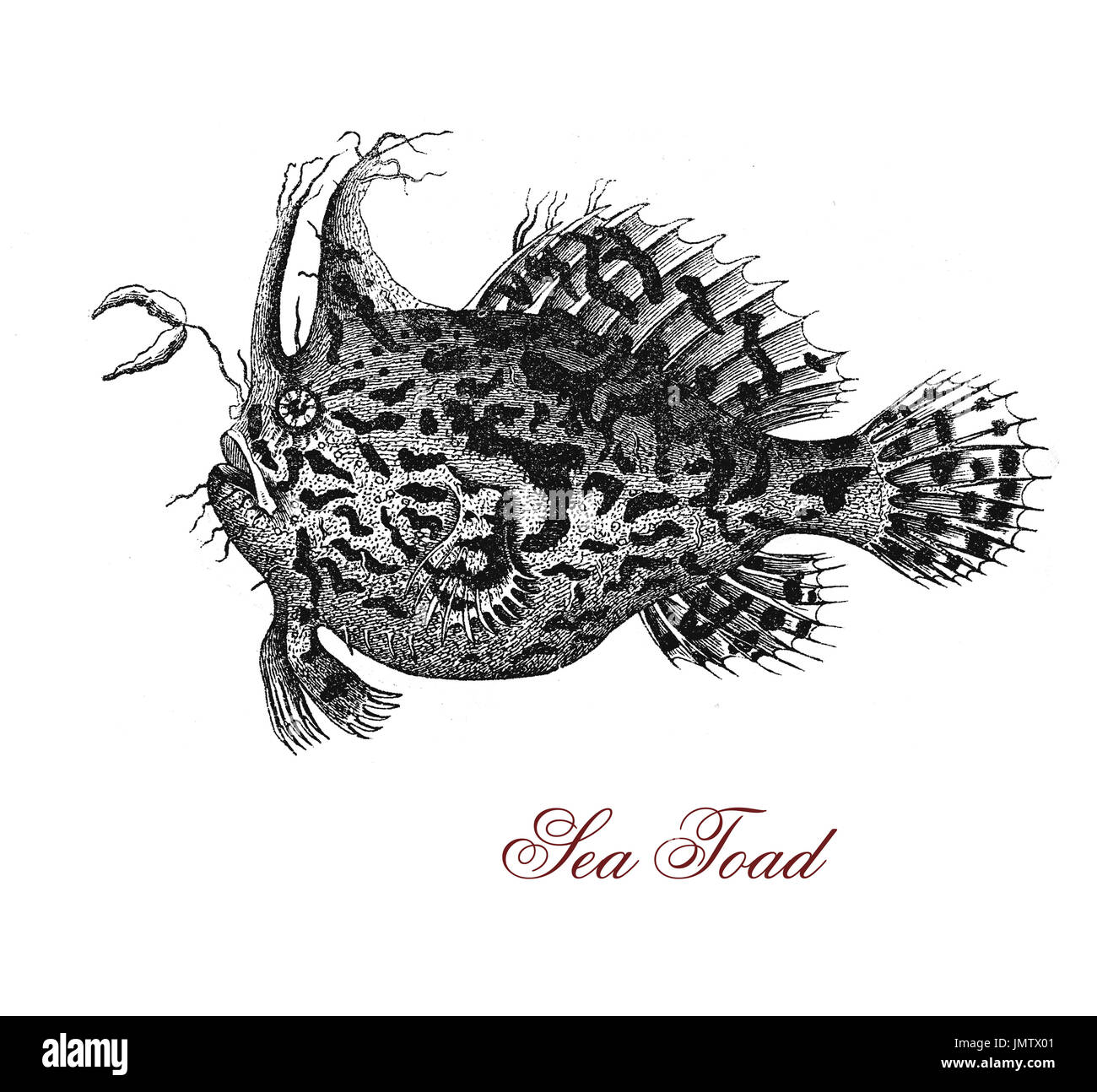 Deep sea anglerfish Banque d'images détourées - Alamy