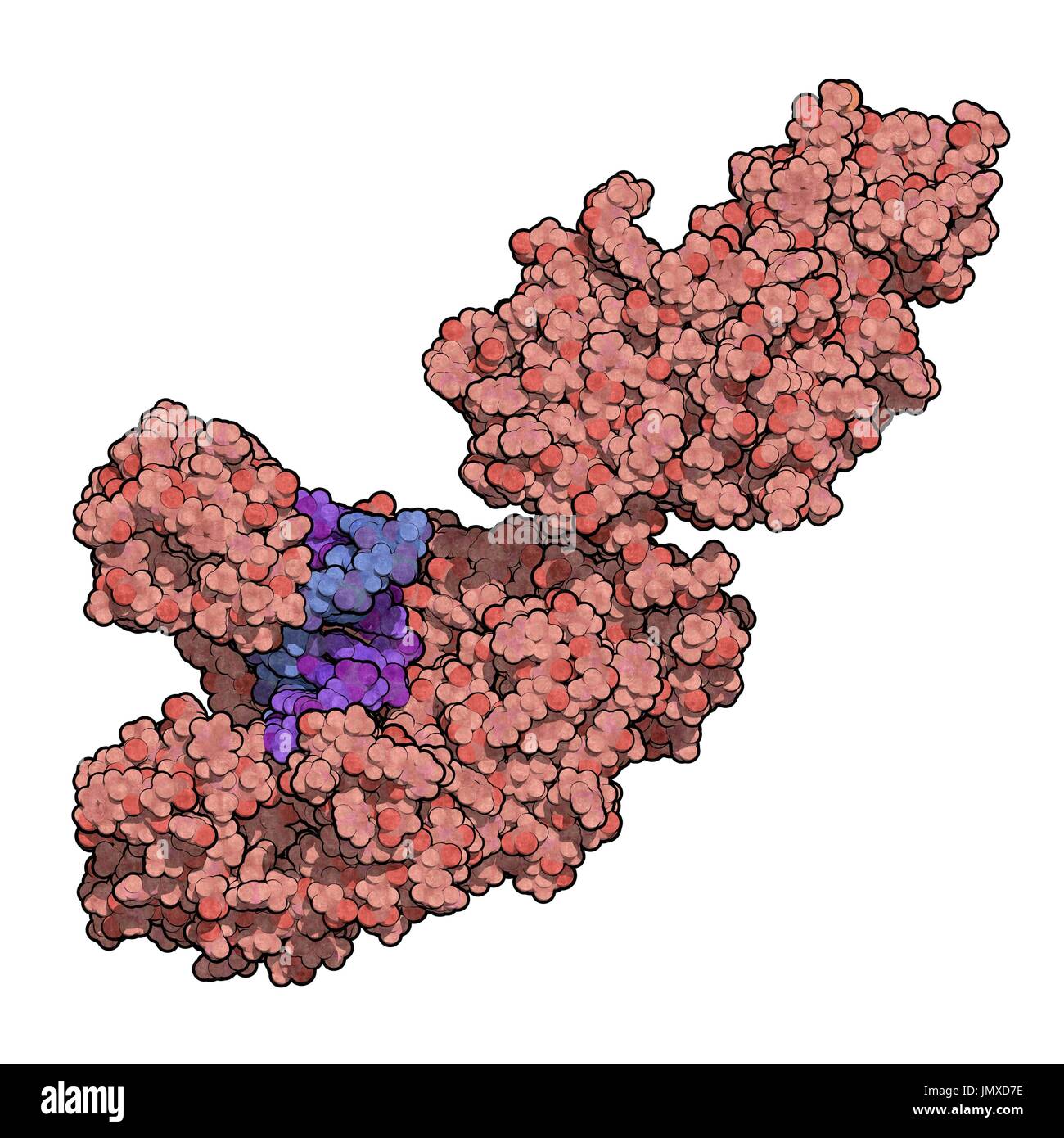 Taq polymerase Banque de photographies et d’images à haute résolution ...