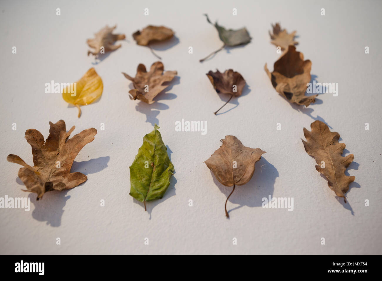 Types de feuilles Banque de photographies et d’images à haute ...