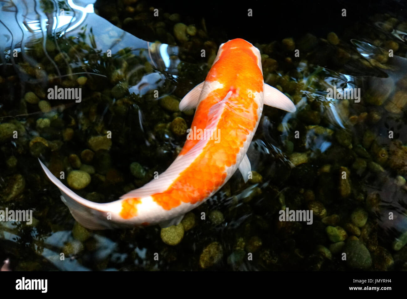 Un poisson koi avec les schémas de couleur orange et blanc nageant dans ...