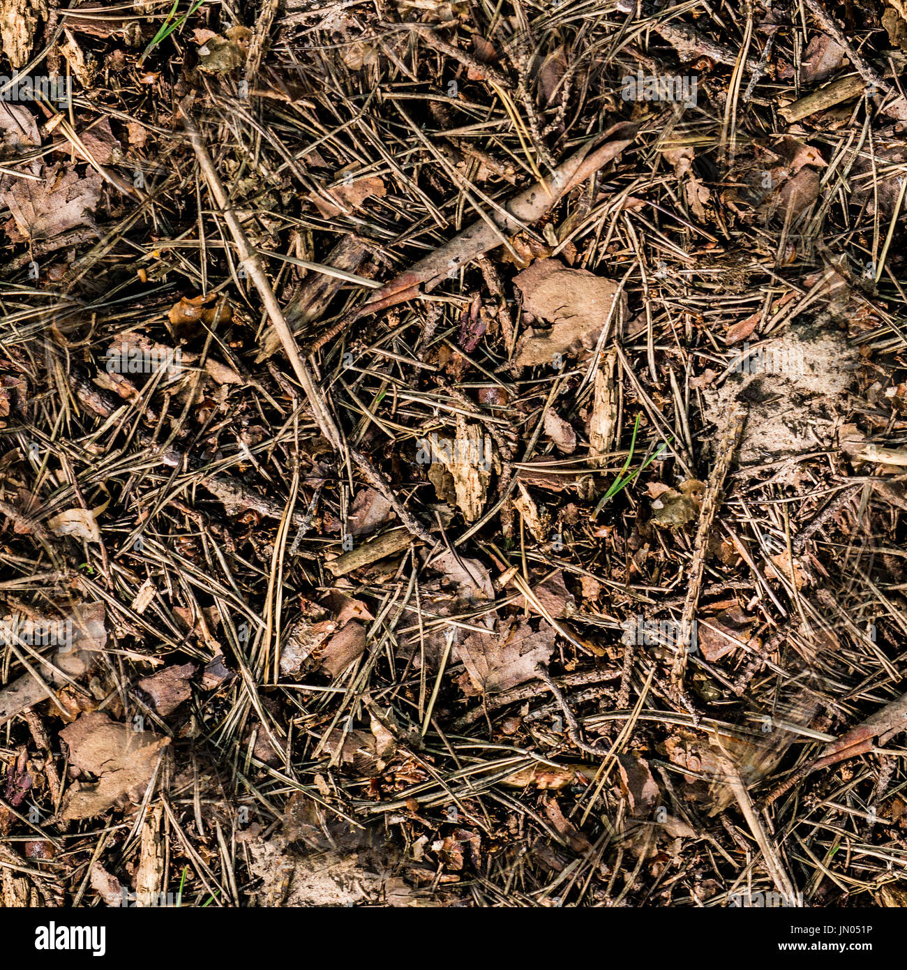 Une forêt d'été brun sec sol. arrière-plan, la texture Photo Stock - Alamy