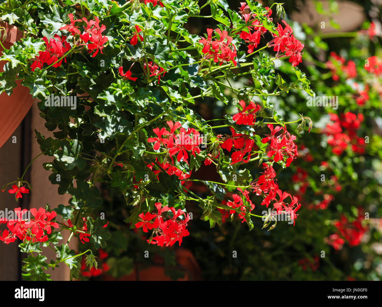 Geranium tree Banque de photographies et d’images à haute résolution ...