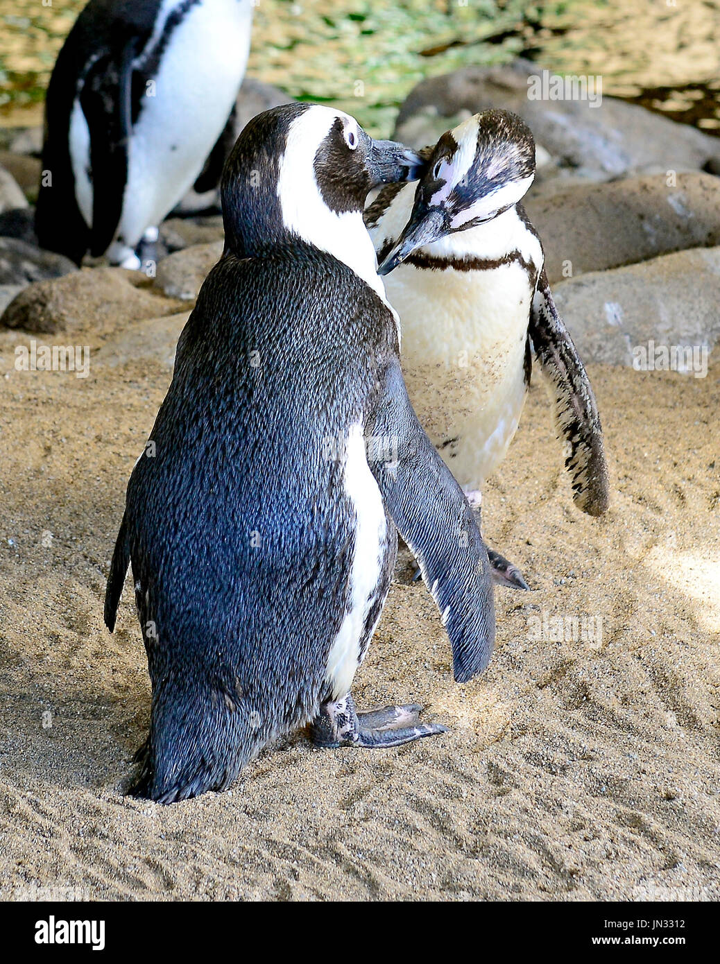 Pied noir d'Afrique du Sud les manchots, une espèce inscrite sur la ...