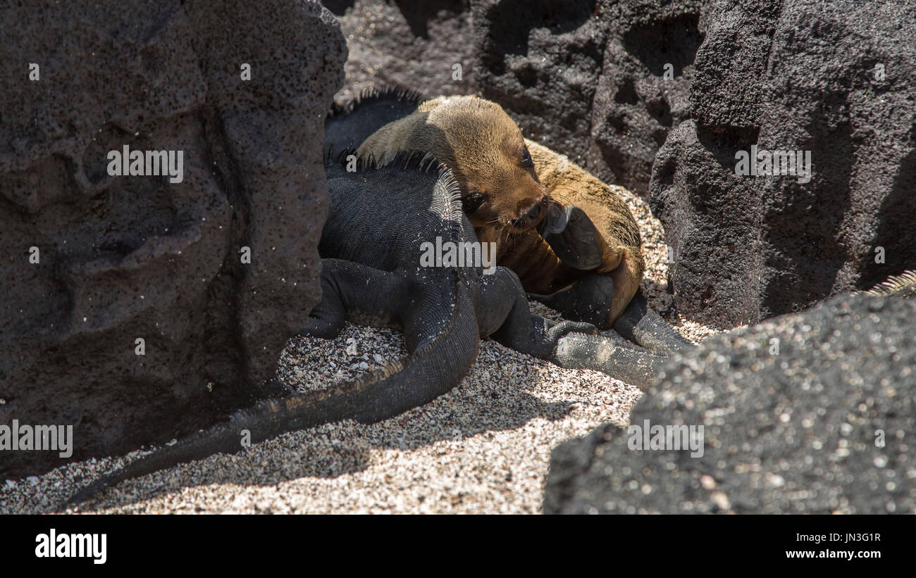 Lion de mer des galapagos avec chiot Banque de photographies et d ...