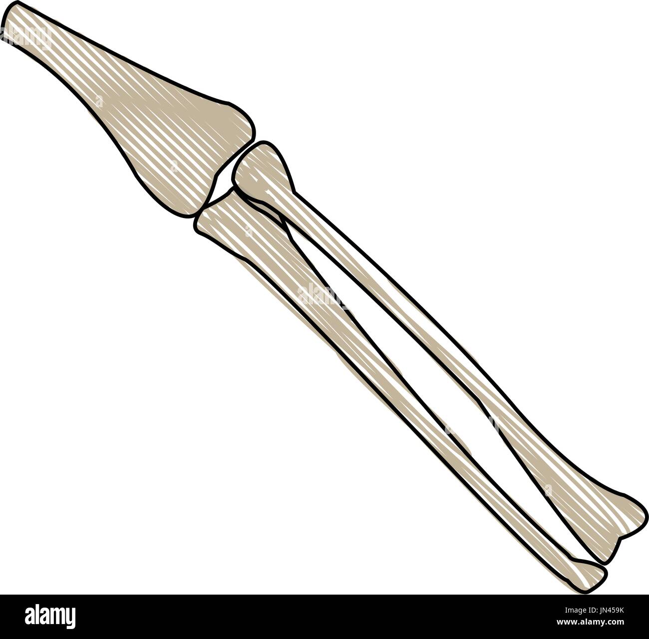 Les os de la jambe de l'anatomie du tibia et du péroné Image ...