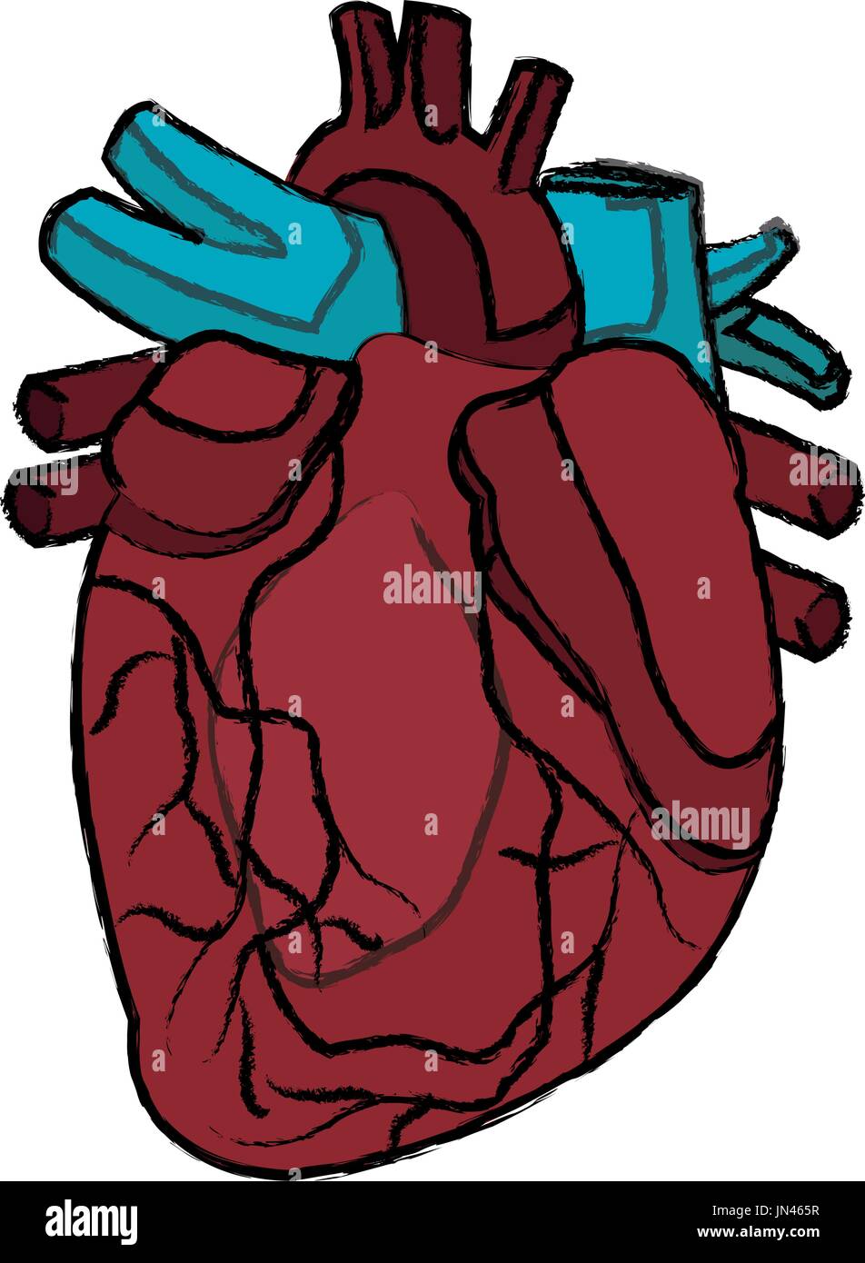 Anatomie Du Coeur Humain Banque d'image et photos - Alamy