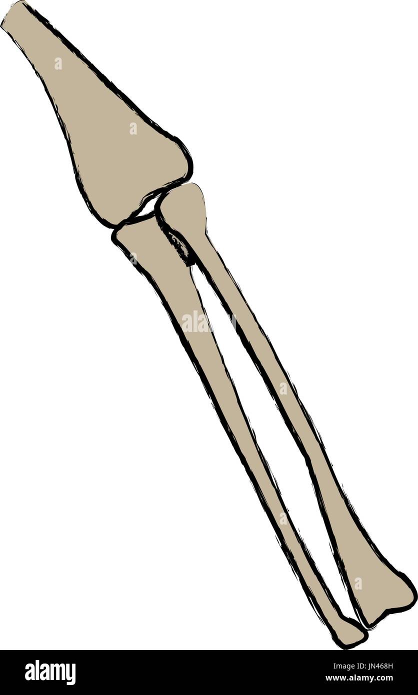 Les os de la jambe de l'anatomie du tibia et du péroné Image ...