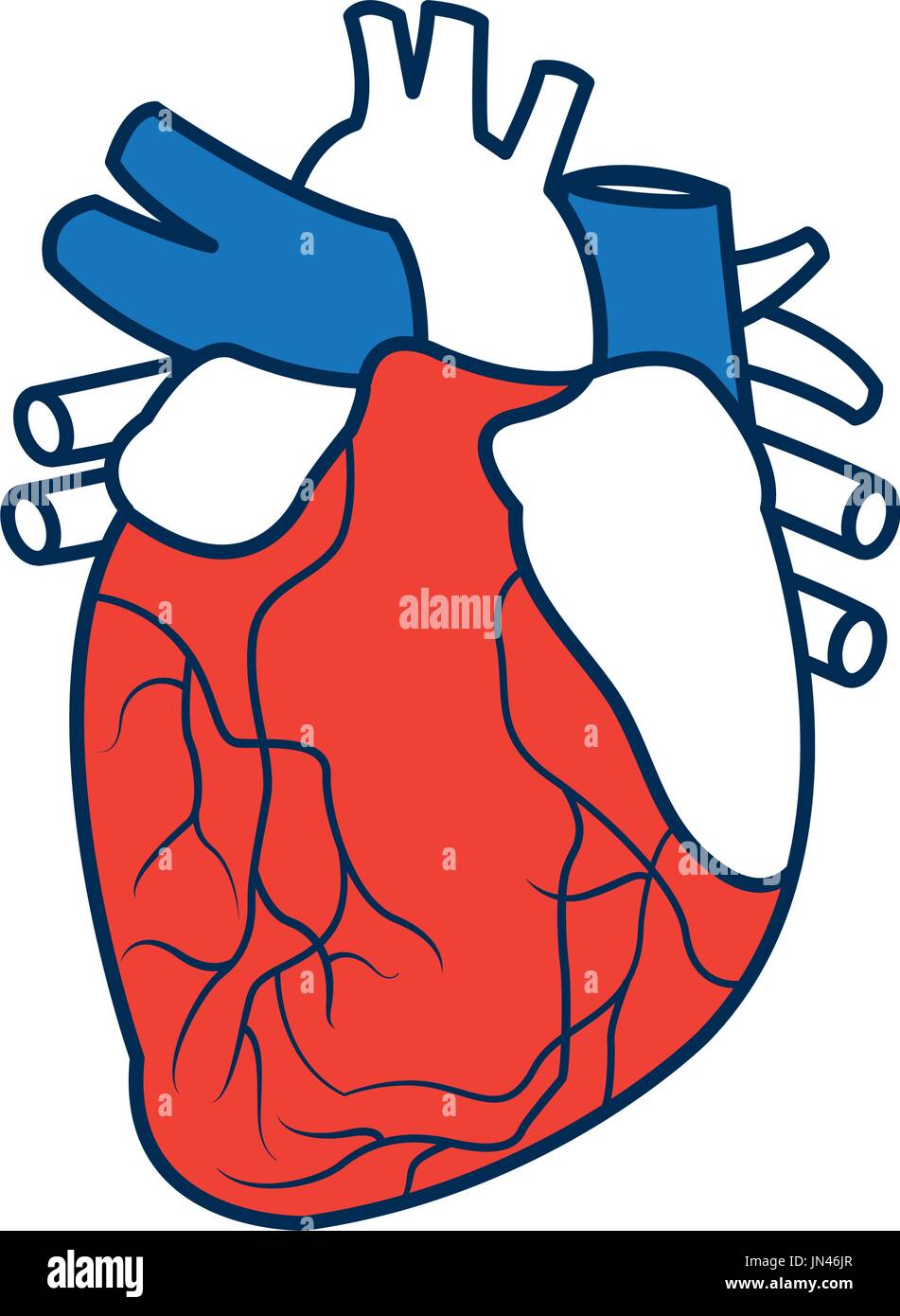 Anatomie du coeur humain medical Image Vectorielle Stock - Alamy