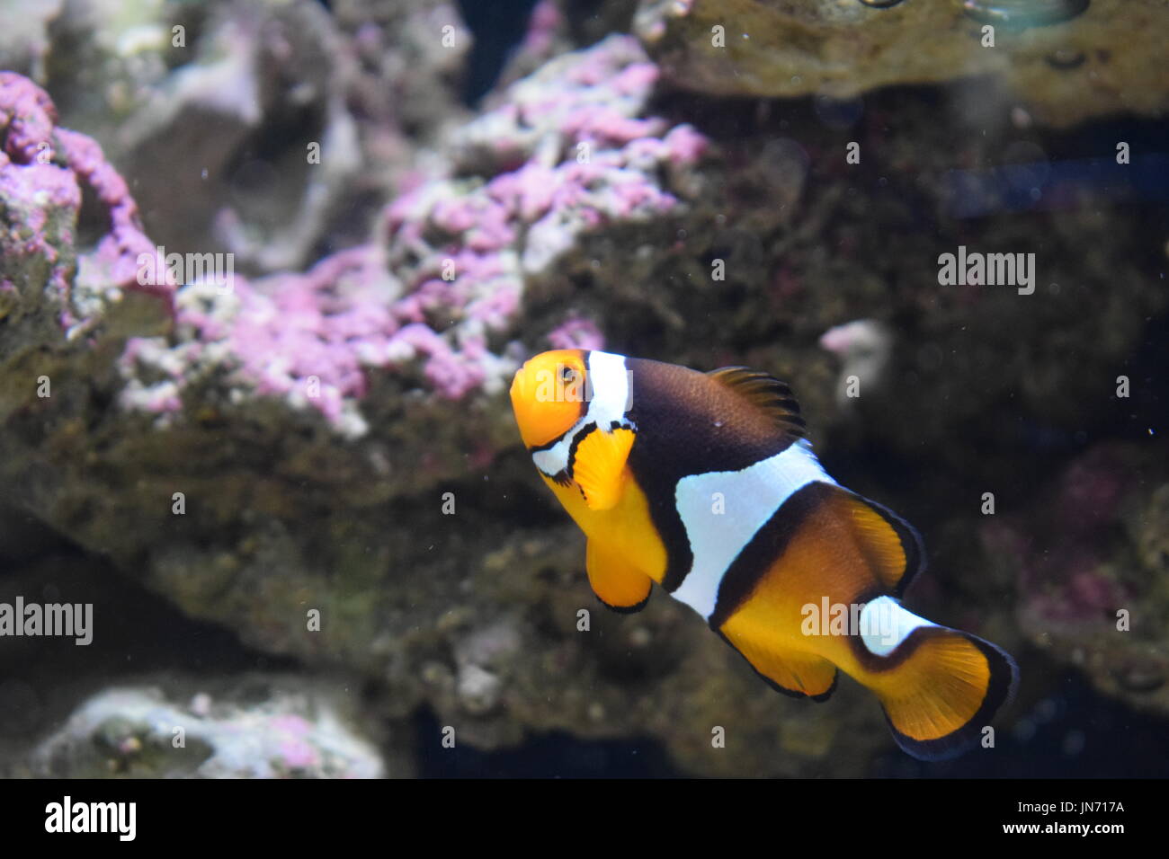 Aquariophilie : poissons jaunes Banque de photographies et d’images à ...