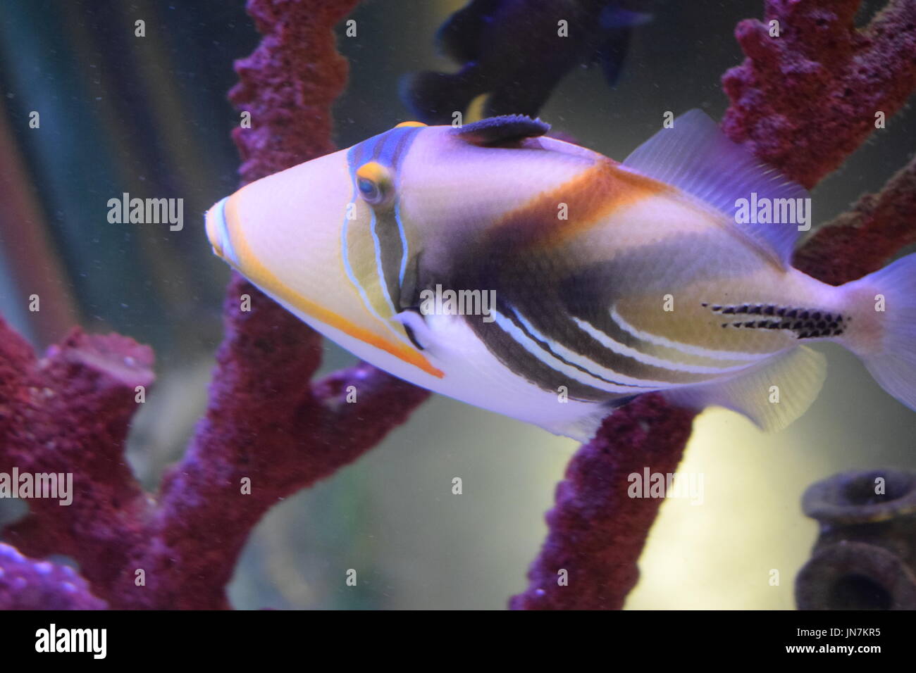 Poisson plat poisson plat Banque de photographies et d’images à haute ...