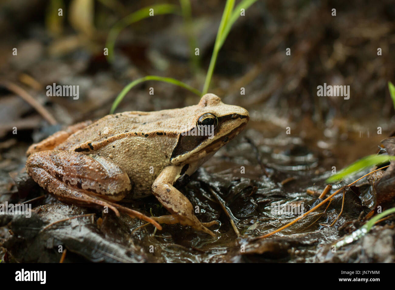Rana sylvatica Banque de photographies et d’images à haute résolution ...