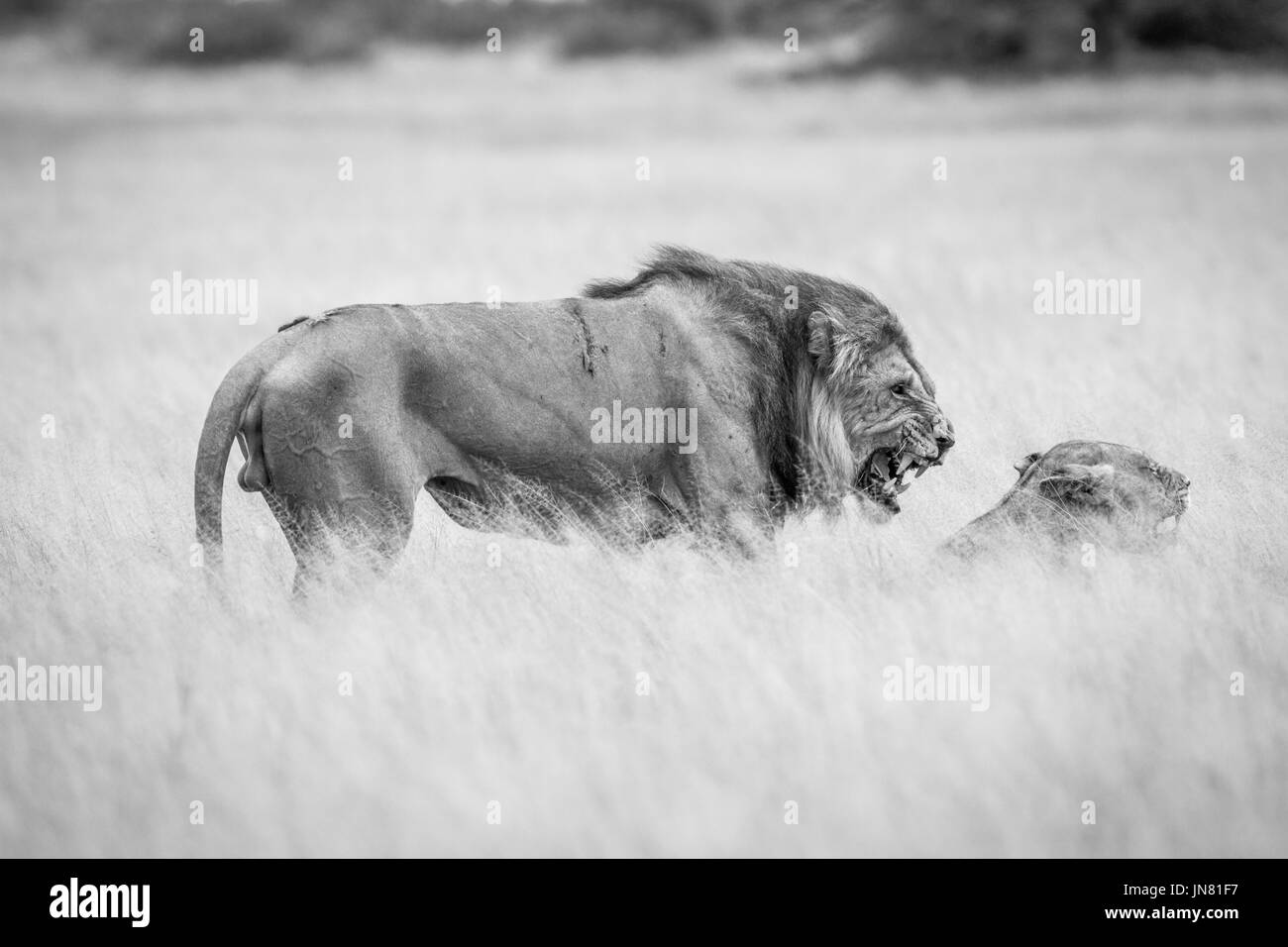 Lion panthera leo pair mating Banque d'images noir et blanc - Alamy