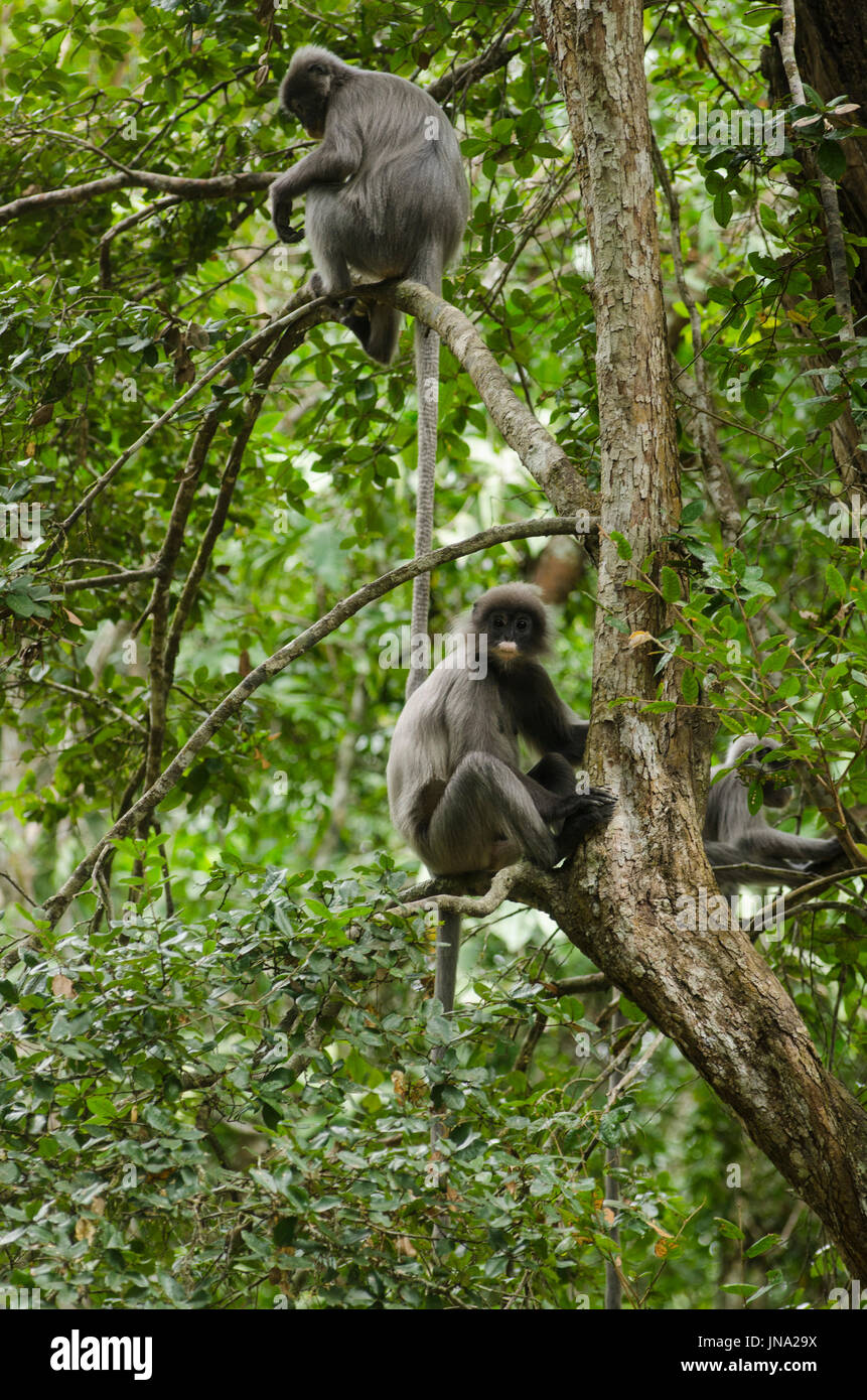 Singe de feuille de phayres Banque de photographies et d’images à haute ...
