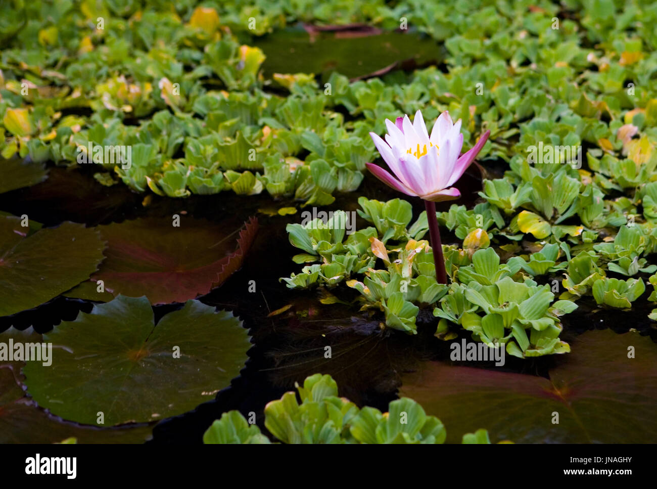 Une fleur de lotus dans un habitat naturel. Le Sri Lanka Photo Stock ...