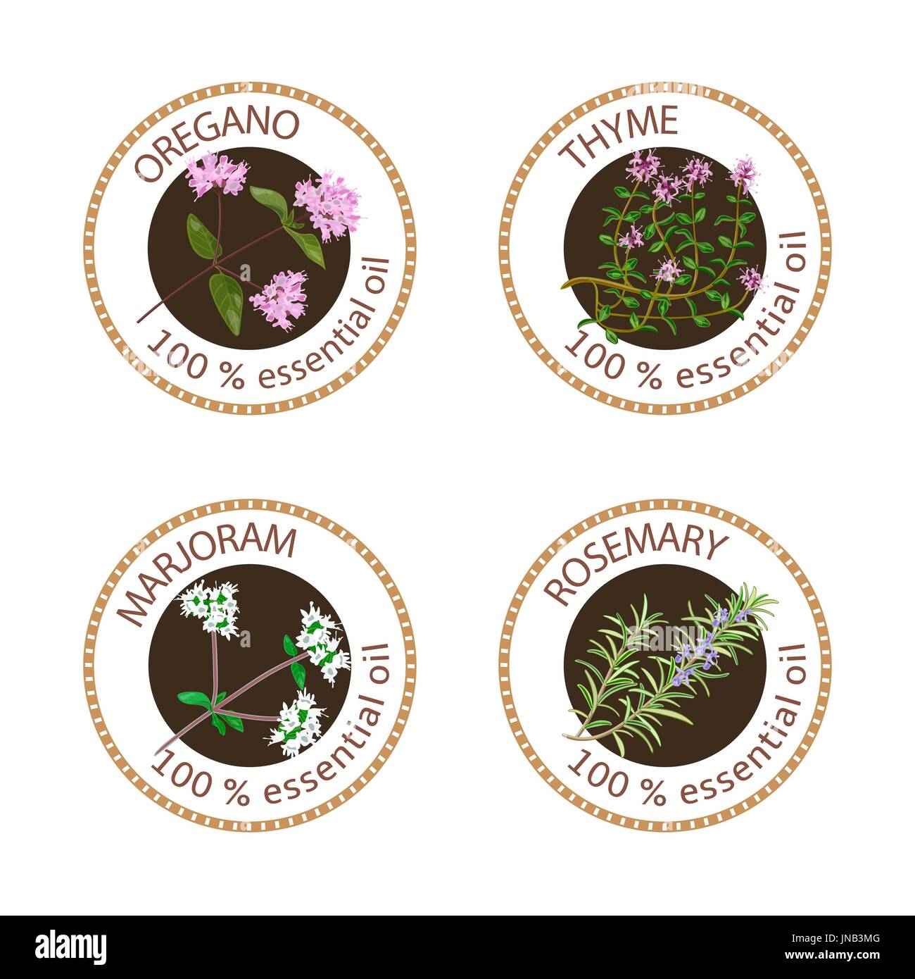 Senteur de thym Banque d'images vectorielles - Alamy