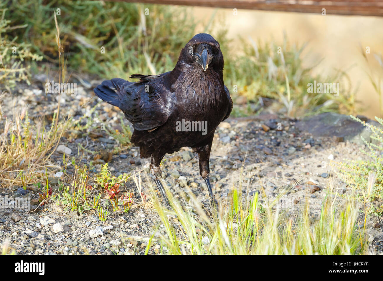 Grand corbeau assis sur une poutre en bois, Close up Photo Stock - Alamy
